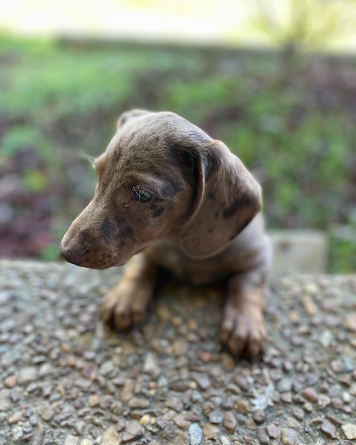 Spike – Miniature Dachshund Shelter