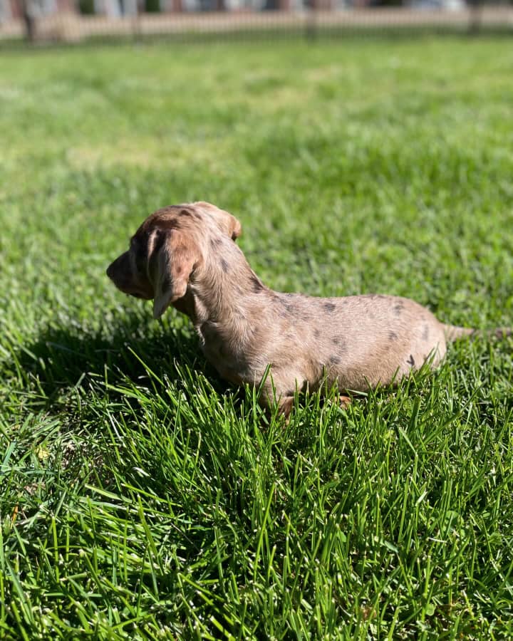 Spike – Miniature Dachshund Shelter