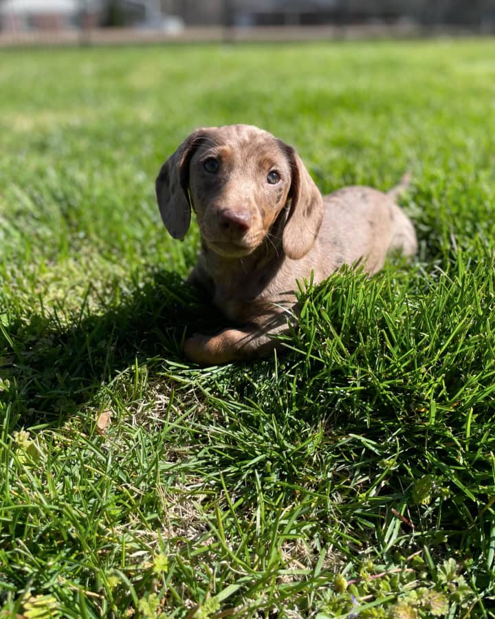 Spike – Miniature Dachshund Shelter