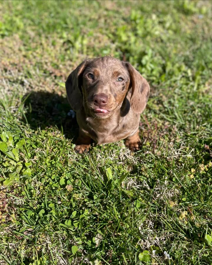Spike – Miniature Dachshund Shelter