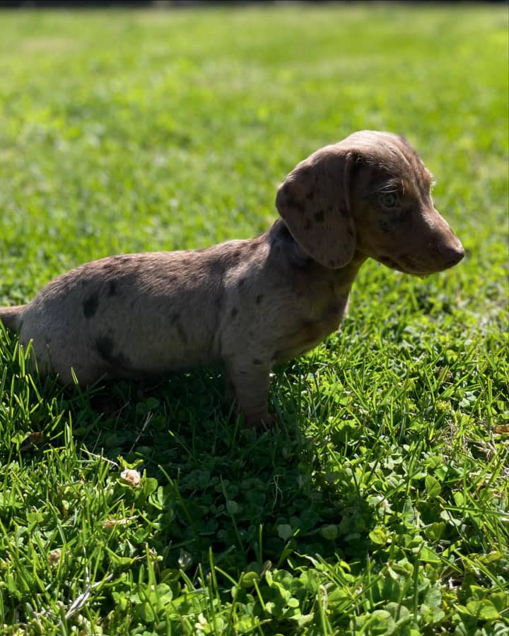 Spike – Miniature Dachshund Shelter